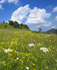The Region | Comté Cheese - Official UK site